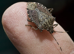 Invasive Stink Bugs Spreading Across Ontario